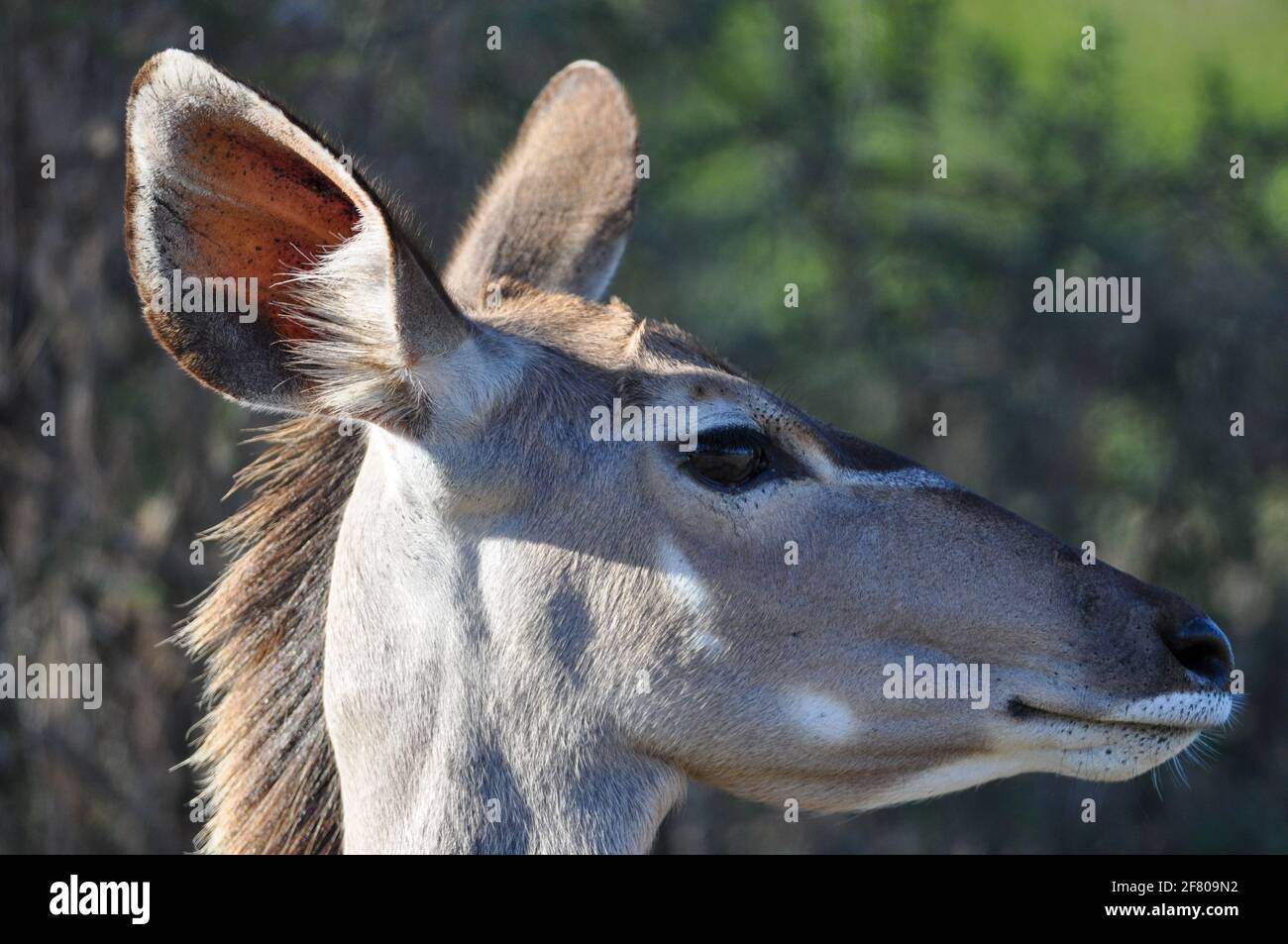 Horizontal shot of a female impala side profile/African wildlife Stock ...