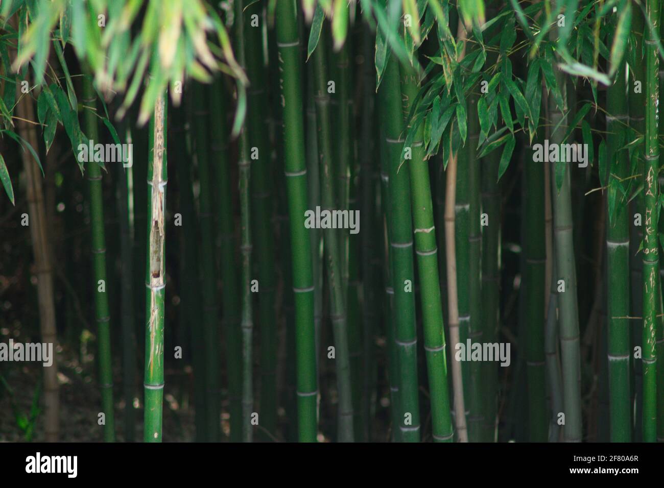 Bamboo trees with green leaves close-up in a botanical garden Stock ...