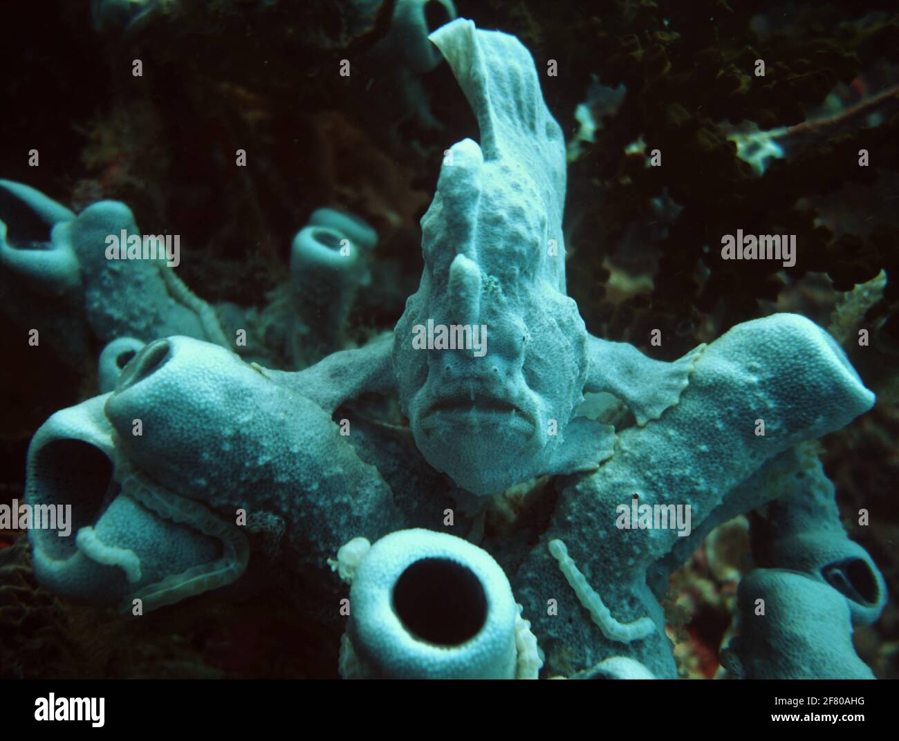 Large angler fish matching the coral colour exactly in the reefs of the ...