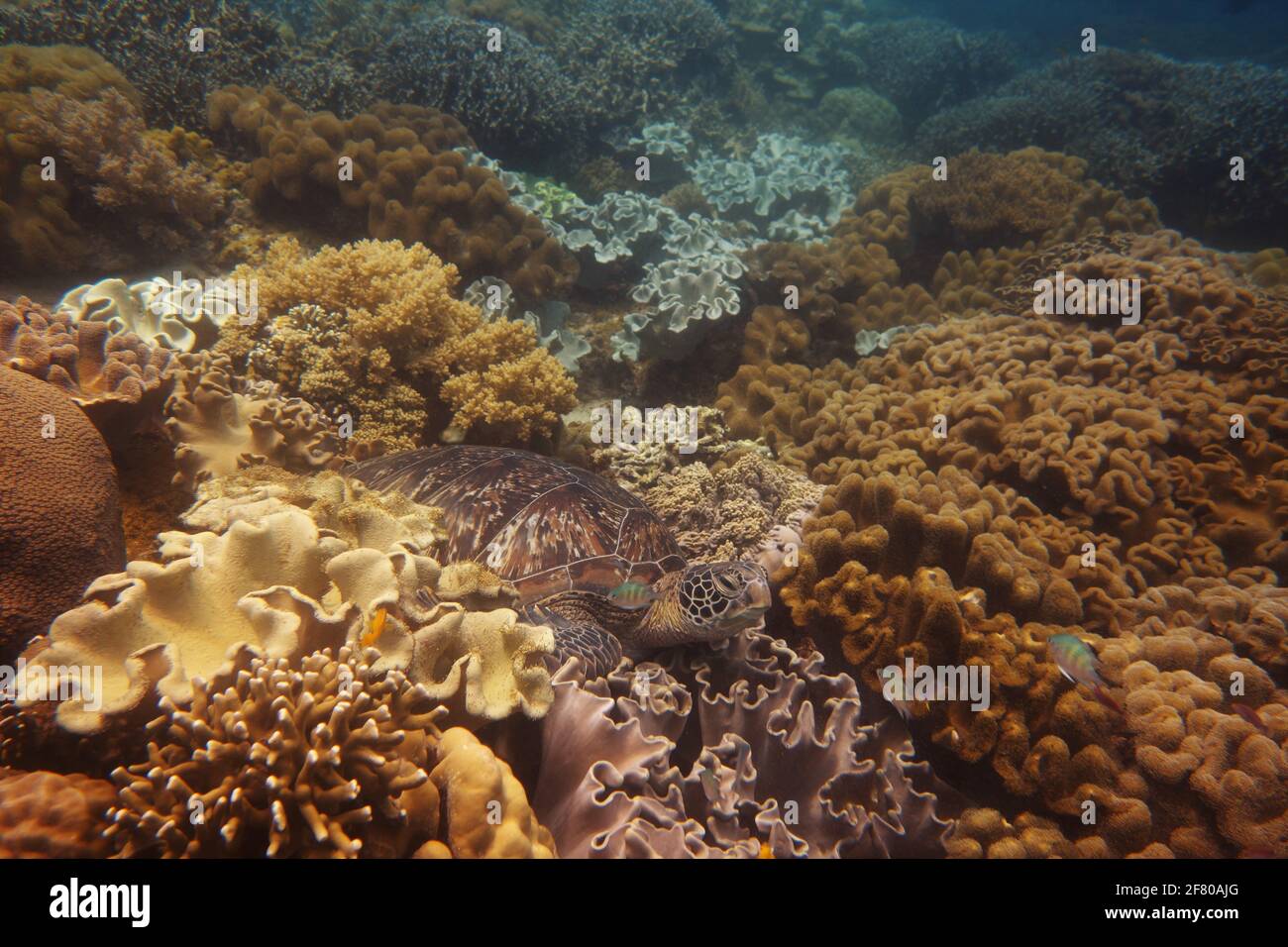 Stunning corals around the reefs of Philippines Stock Photo - Alamy