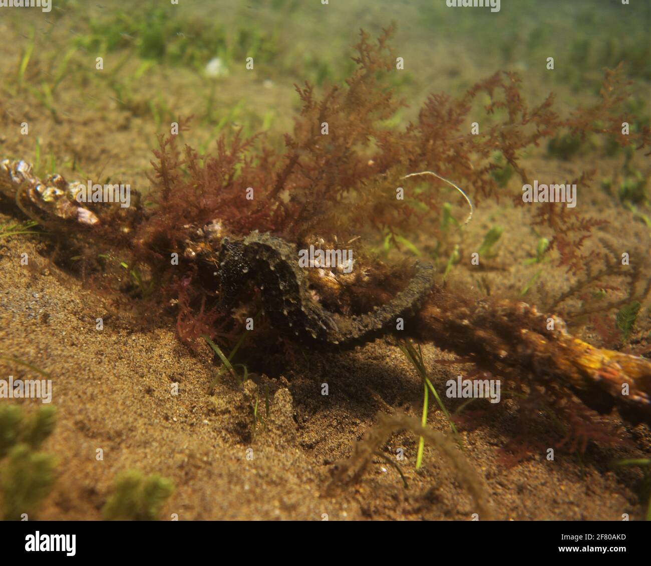 Macro of seahorse in the reef of the caribbean hi-res stock photography ...