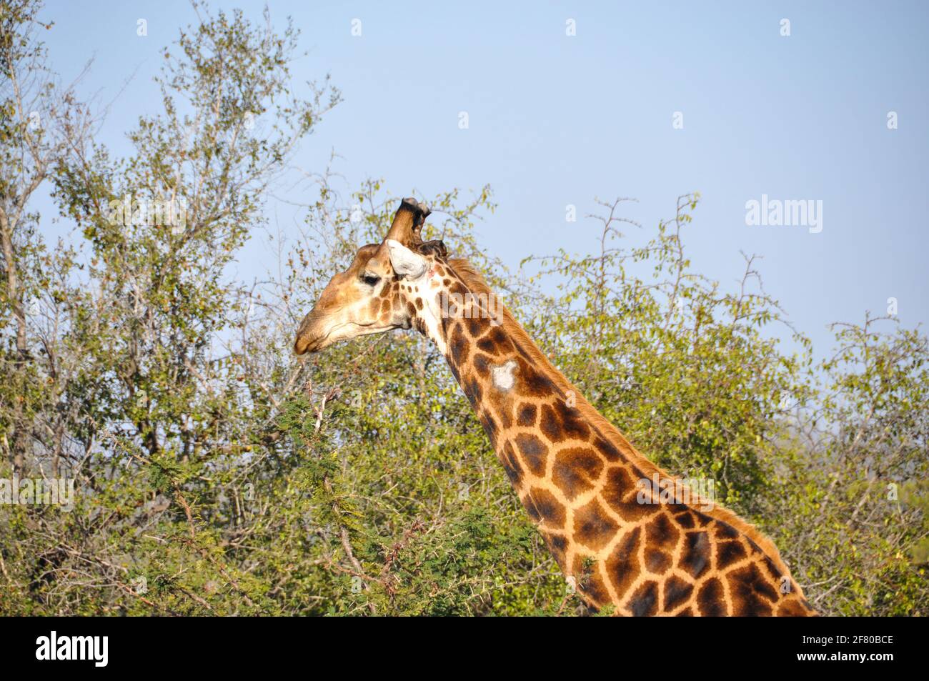 Horizontal shot of a giraffe side profile/African wildlife Stock Photo ...