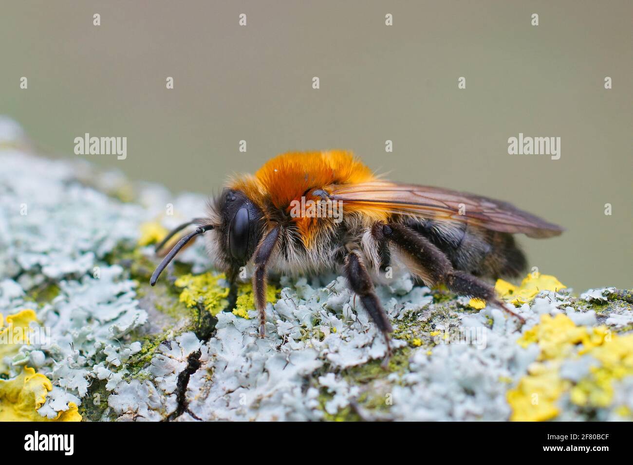 Closeup of a female, Grey-patched Mining Bee, Andrena nitida on Stock ...
