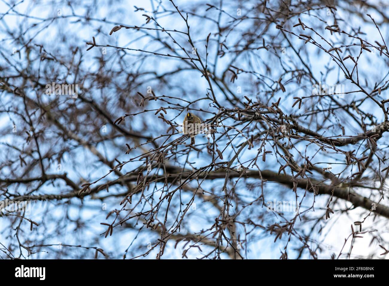 Goldcrest england hi-res stock photography and images - Alamy