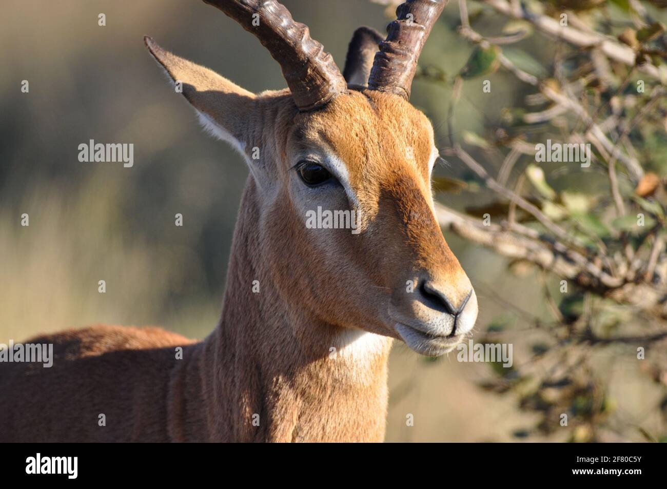 Beautiful shot male impala hi-res stock photography and images - Alamy