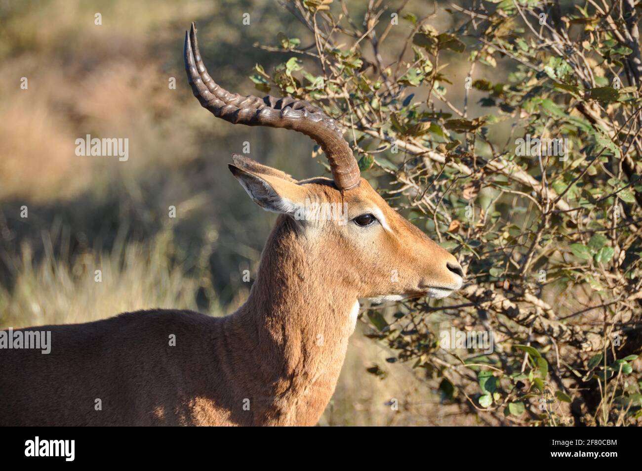 Horizontal shot of a male impala (Aepyceros melampus) side profile ...