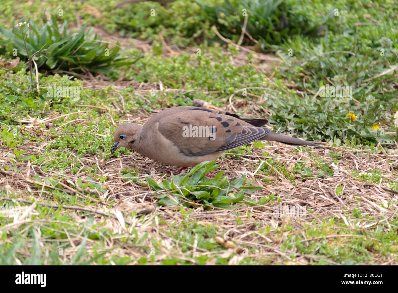 a female mourning dove scavenging for food in the grass with her beak ...