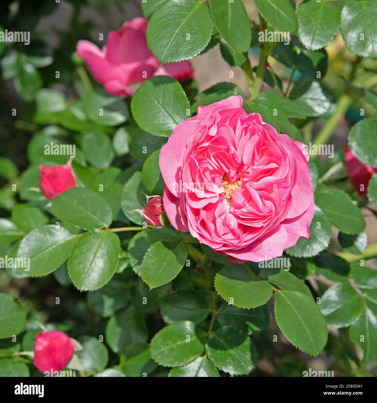 Blooming rosa hi-res stock photography and images - Alamy