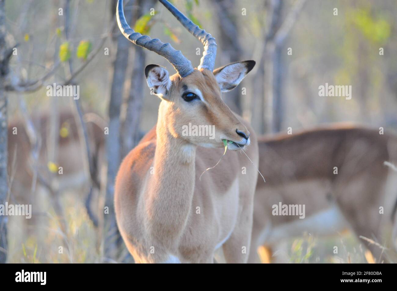 Aepyceros melampus head shot hi-res stock photography and images - Alamy