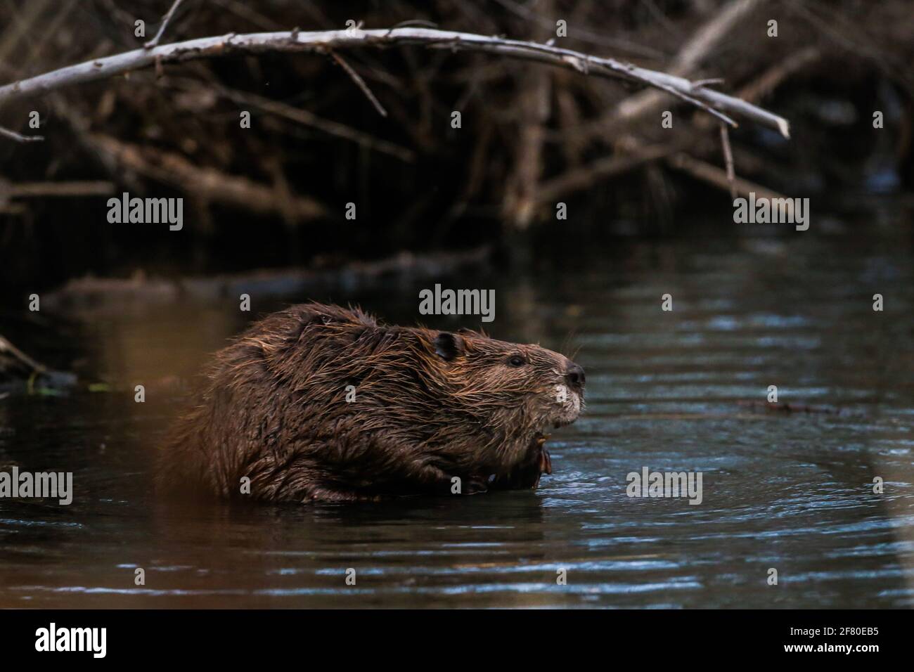 Ecosistema del castor hi-res stock photography and images - Alamy