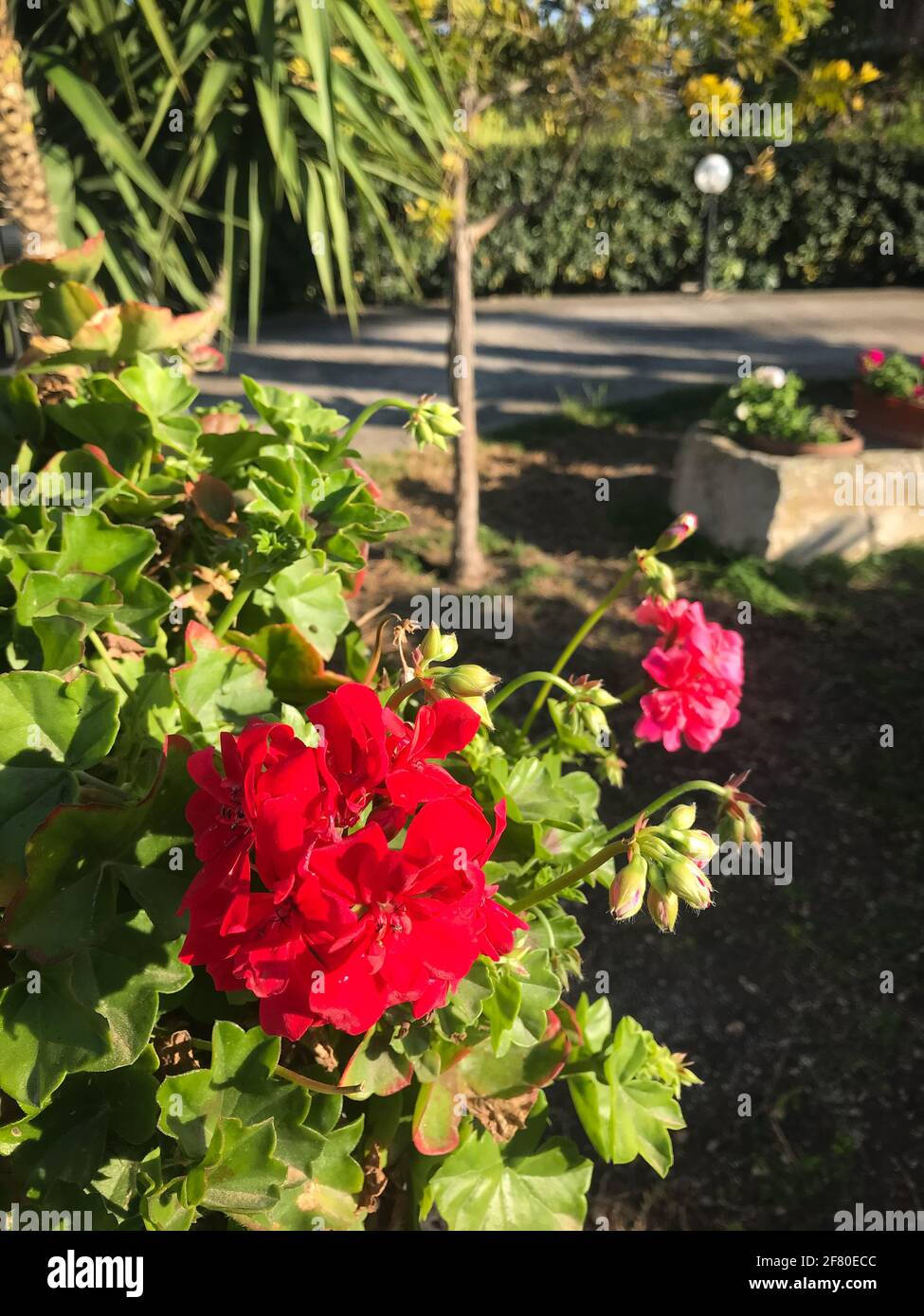 Beautiful Ivy geranium with pink flower, also known as cascade geranium ...