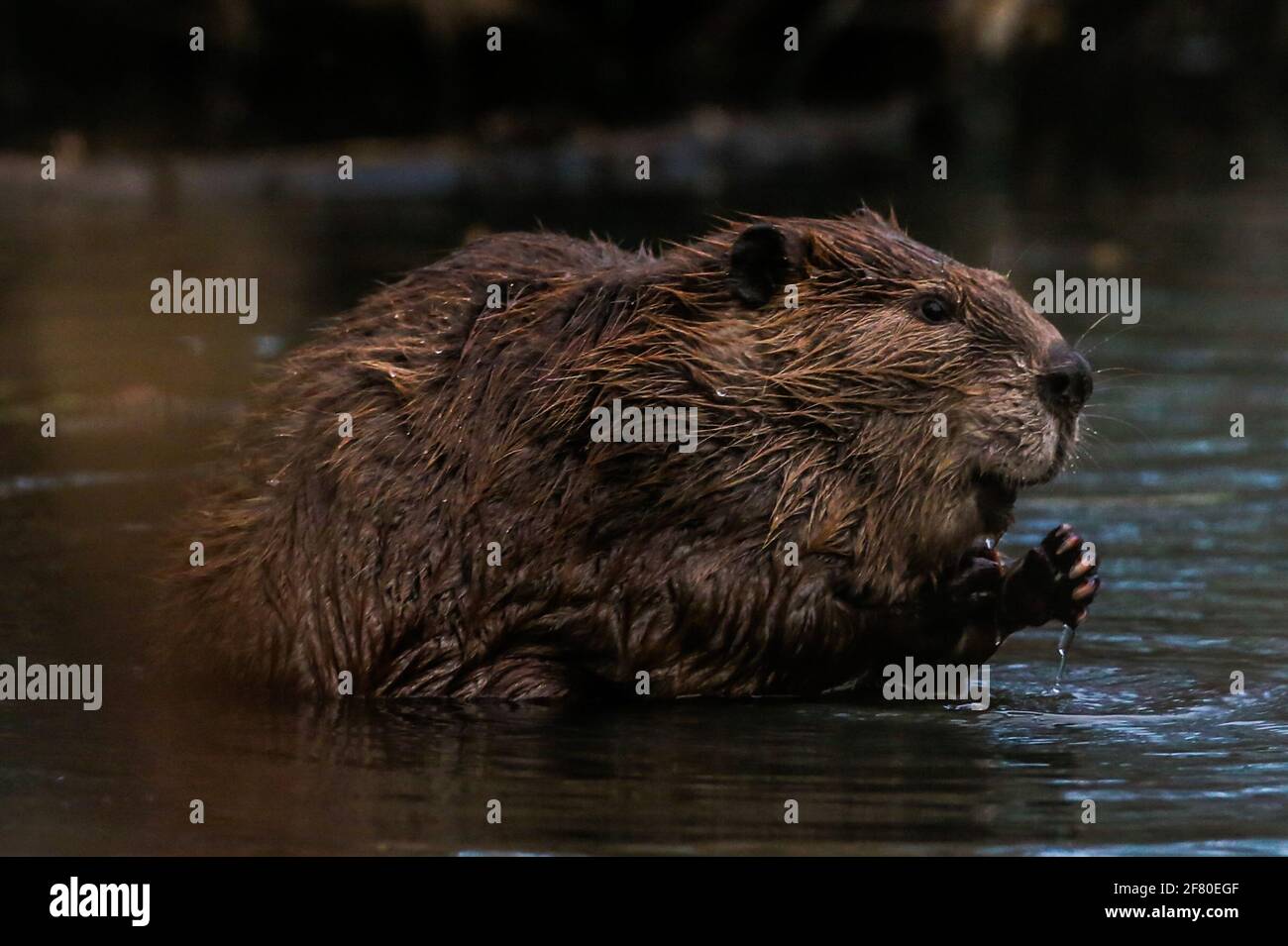 Ecosistema del castor hi-res stock photography and images - Alamy