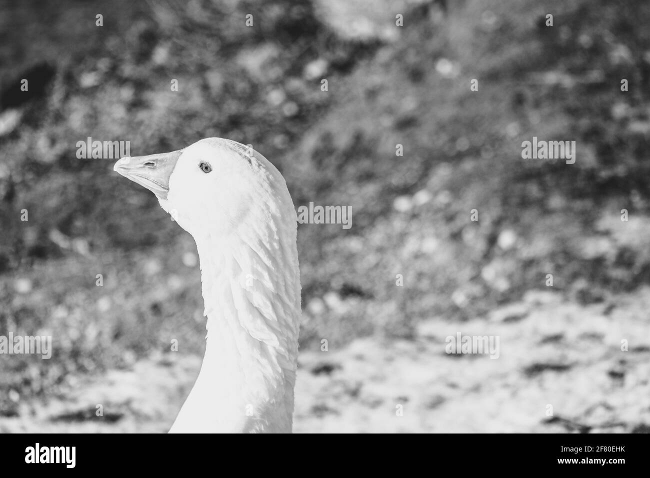 Grayscale shot of a goose Stock Photo - Alamy