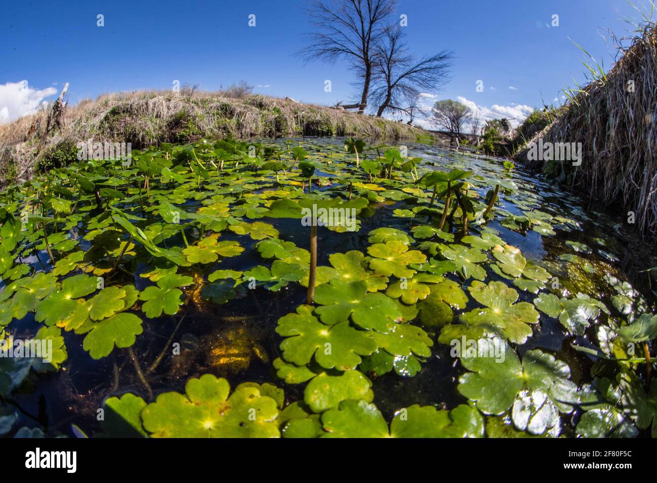Stream of water. The San Pedro River Basin in the Rancho Los Fresnos of ...