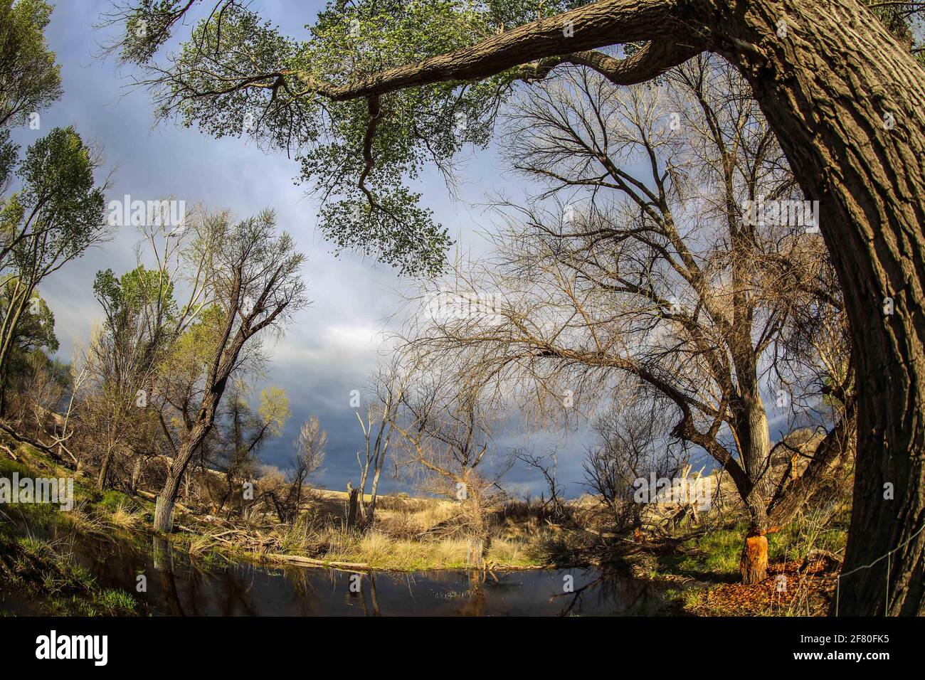 Stream of water. The San Pedro River Basin in the Rancho Los Fresnos of ...