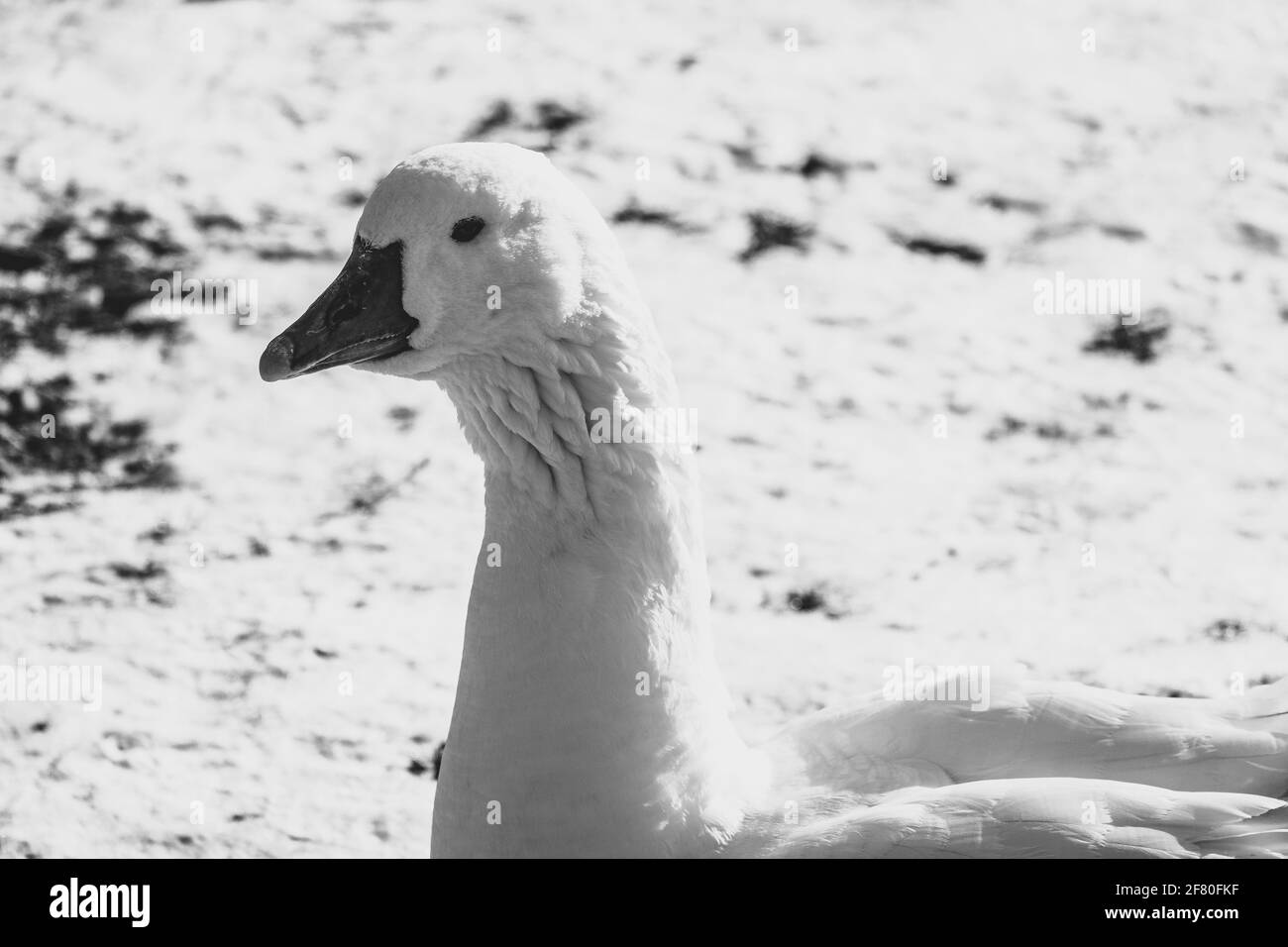 Goose In A Field Black and White Stock Photos & Images - Alamy
