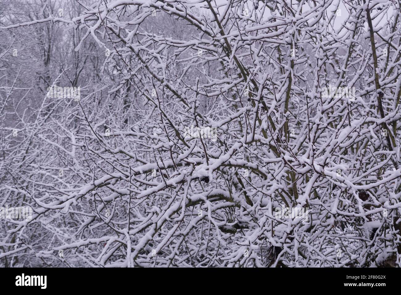 Old tree covered with snow Stock Photo - Alamy