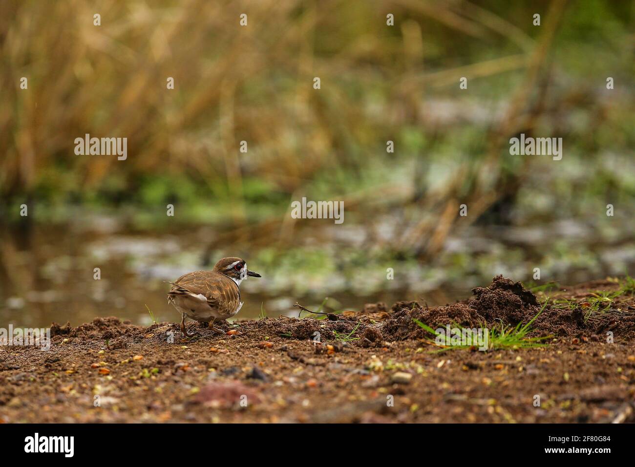Chorlo o Chorlito Tildillo. .Cuenca del Rio San Pedro, Naturalia Stock ...