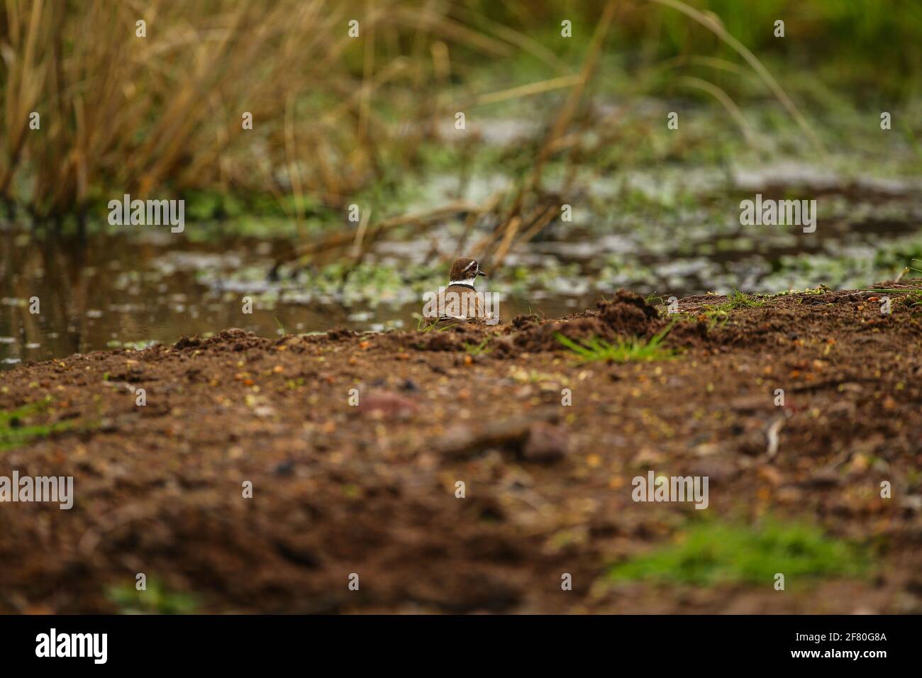 Chorlo o Chorlito Tildillo. .Cuenca del Rio San Pedro, Naturalia Stock ...