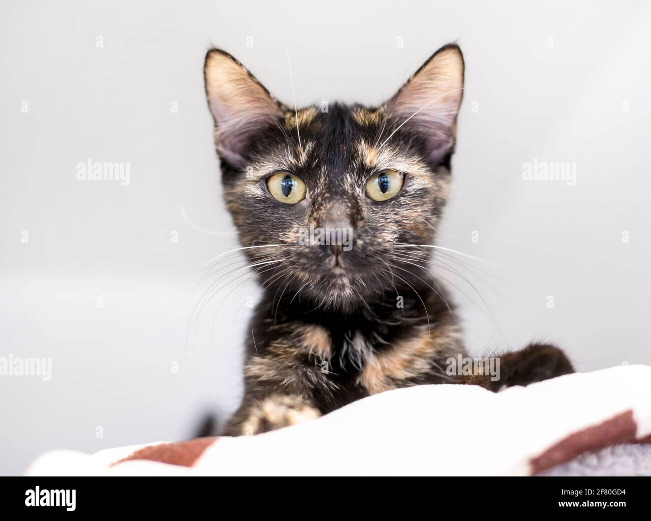 Domestic shorthair tortoiseshell cat hi-res stock photography and ...