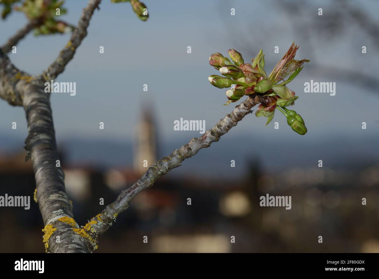 New buds of a cherry tree with green sepals and white petals. Close-up ...