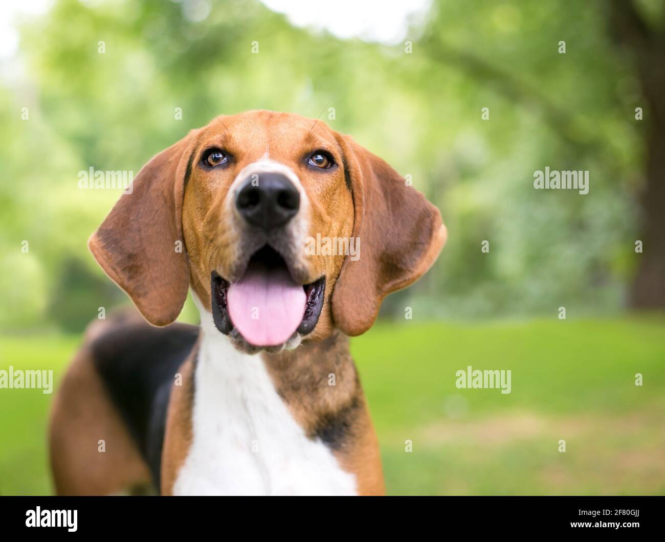 An American Foxhound dog with large floppy ears and a happy expression ...