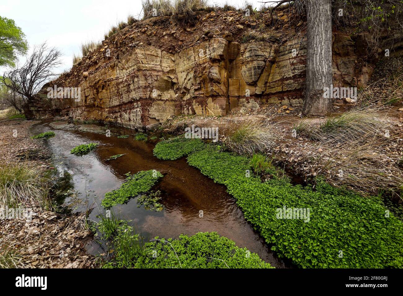Stream of water. The San Pedro River Basin in the Rancho Los Fresnos of ...