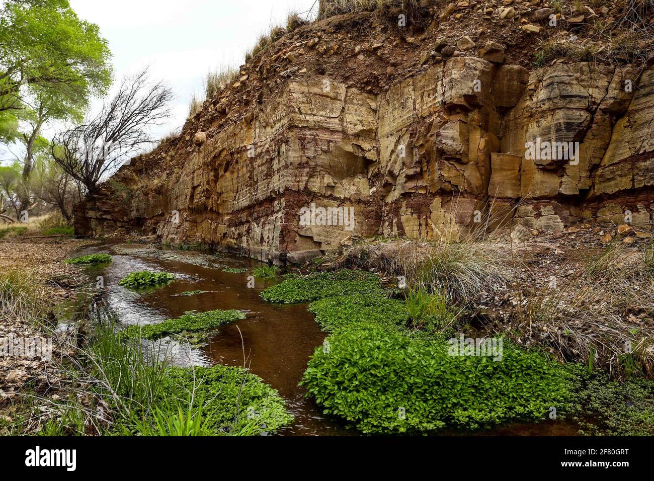 Stream of water. The San Pedro River Basin in the Rancho Los Fresnos of ...