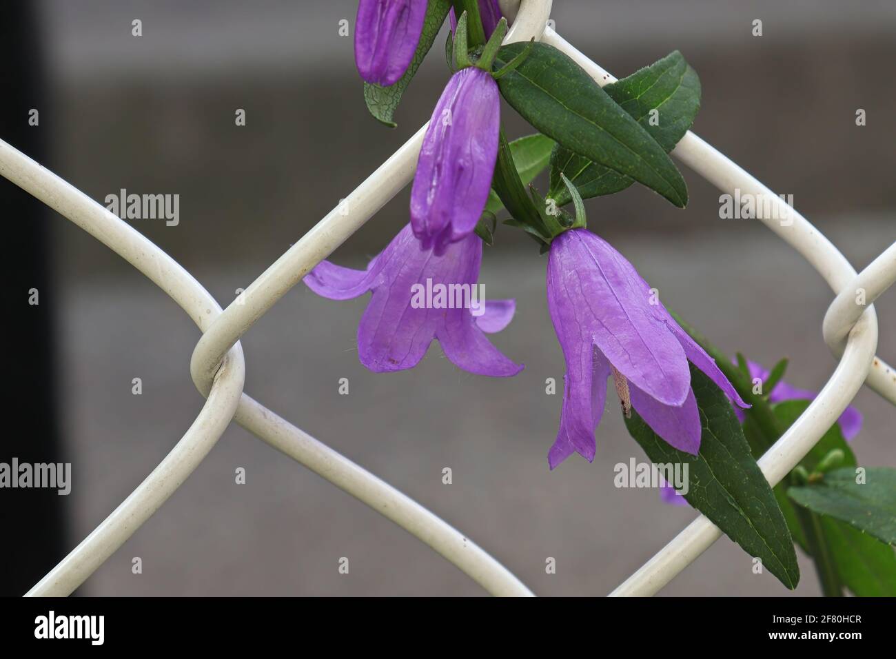 Creeping Bellflower and invasive weed on a fence Stock Photo - Alamy