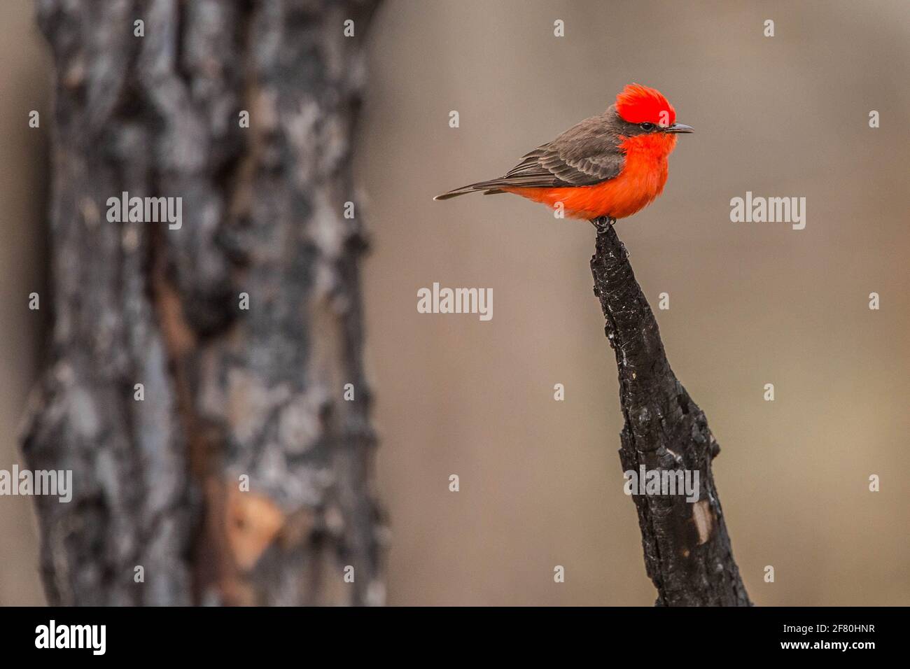 Mosquero cardenal hi-res stock photography and images - Alamy