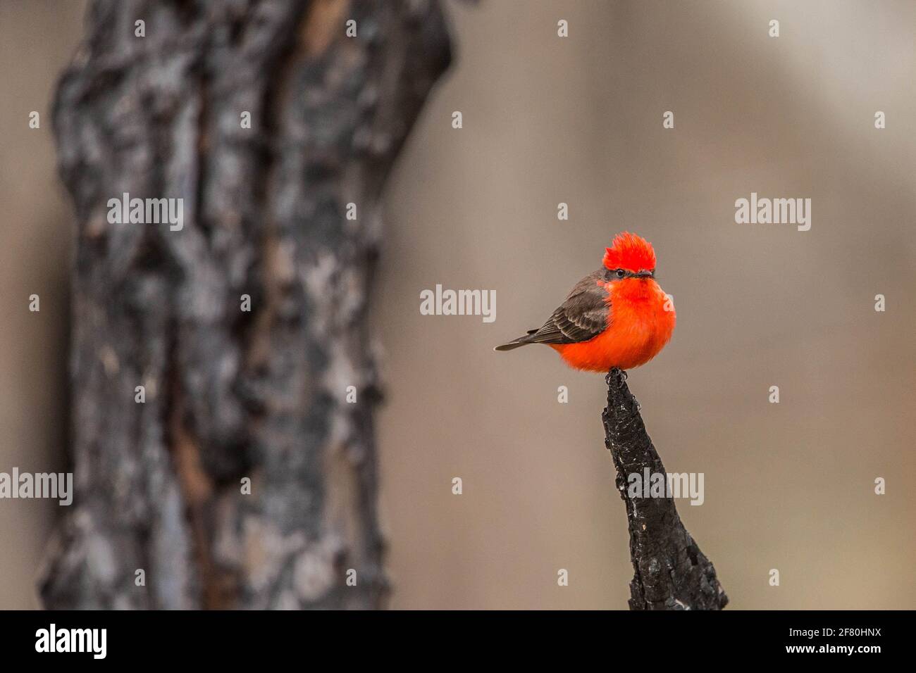 Mosquero Cardenalito. Cardenalito Mosquero. Cardenal .Cuenca del Rio ...