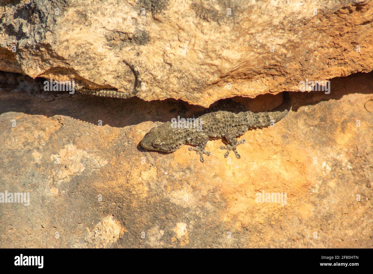Lizard on rocks under the sunlight Stock Photo - Alamy