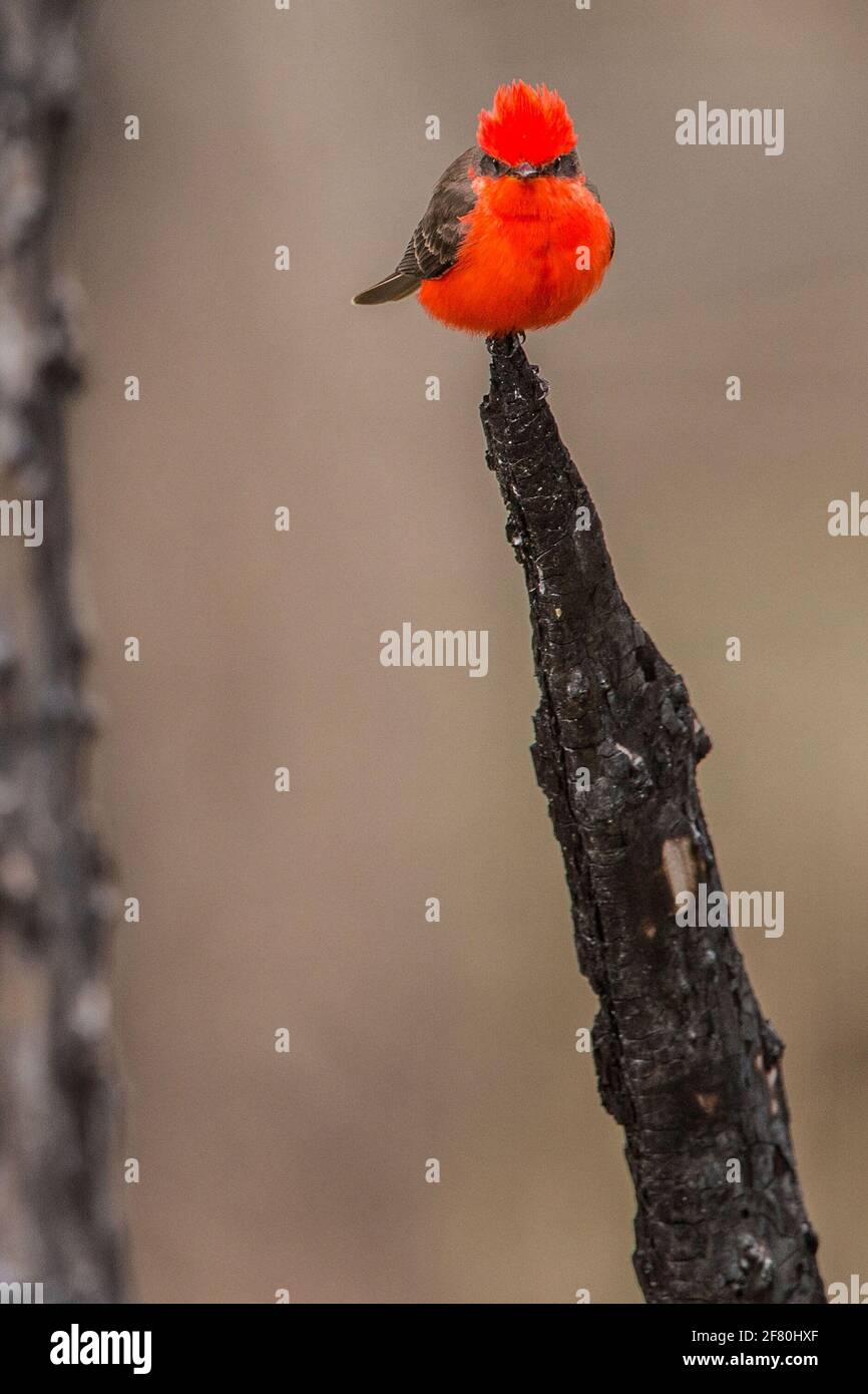 Mosquero Cardenalito. Cardenalito Mosquero. Cardenal .Cuenca del Rio ...