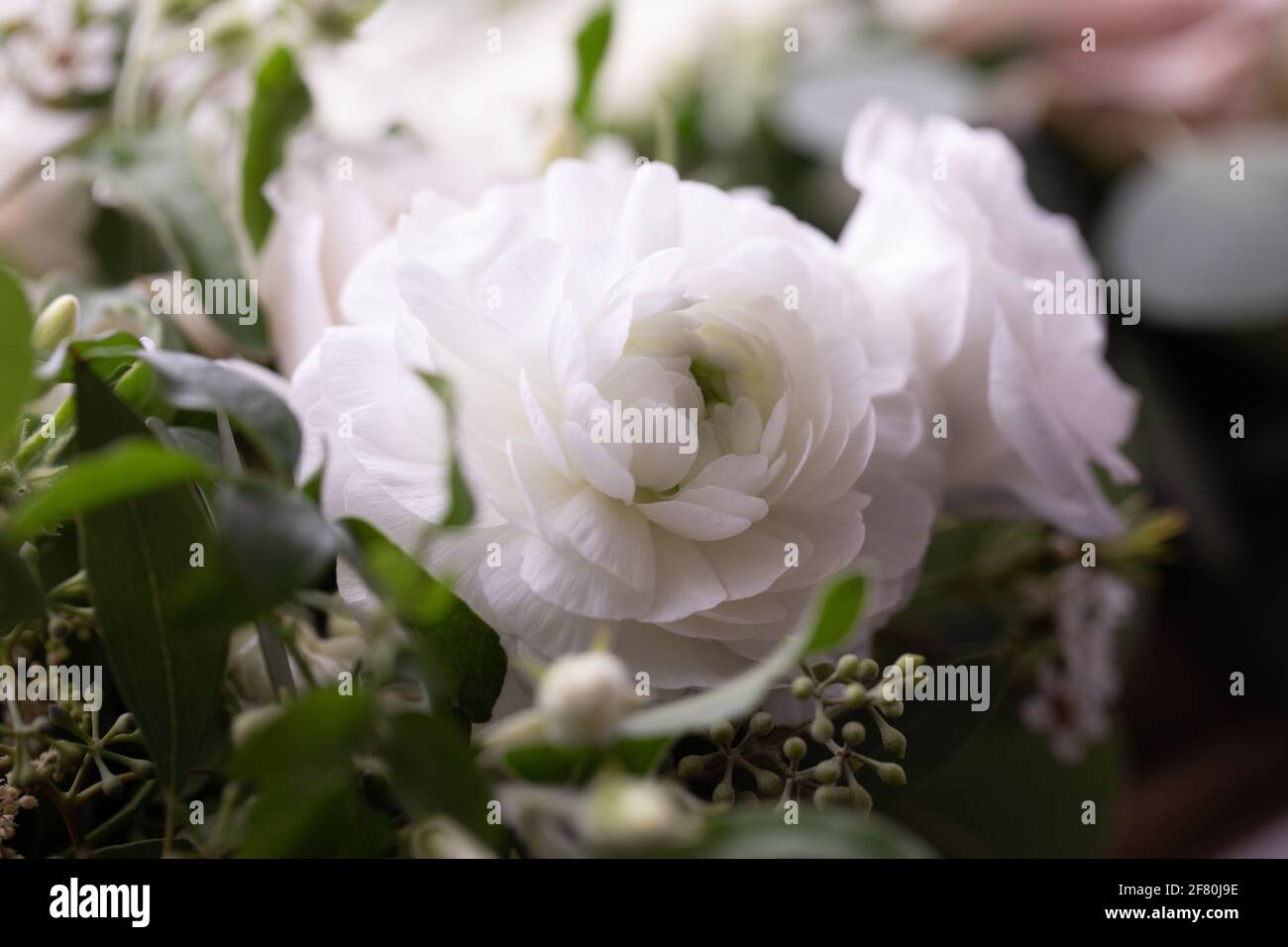 White rose in soft light hi-res stock photography and images - Alamy