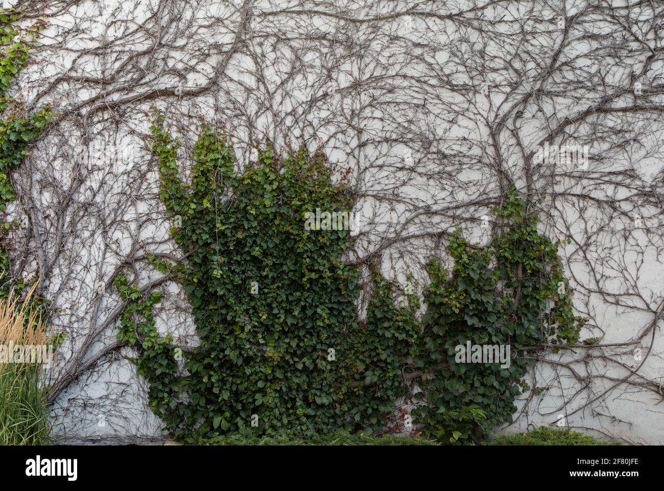 Leafs of vine plant and texture hi-res stock photography and images - Alamy