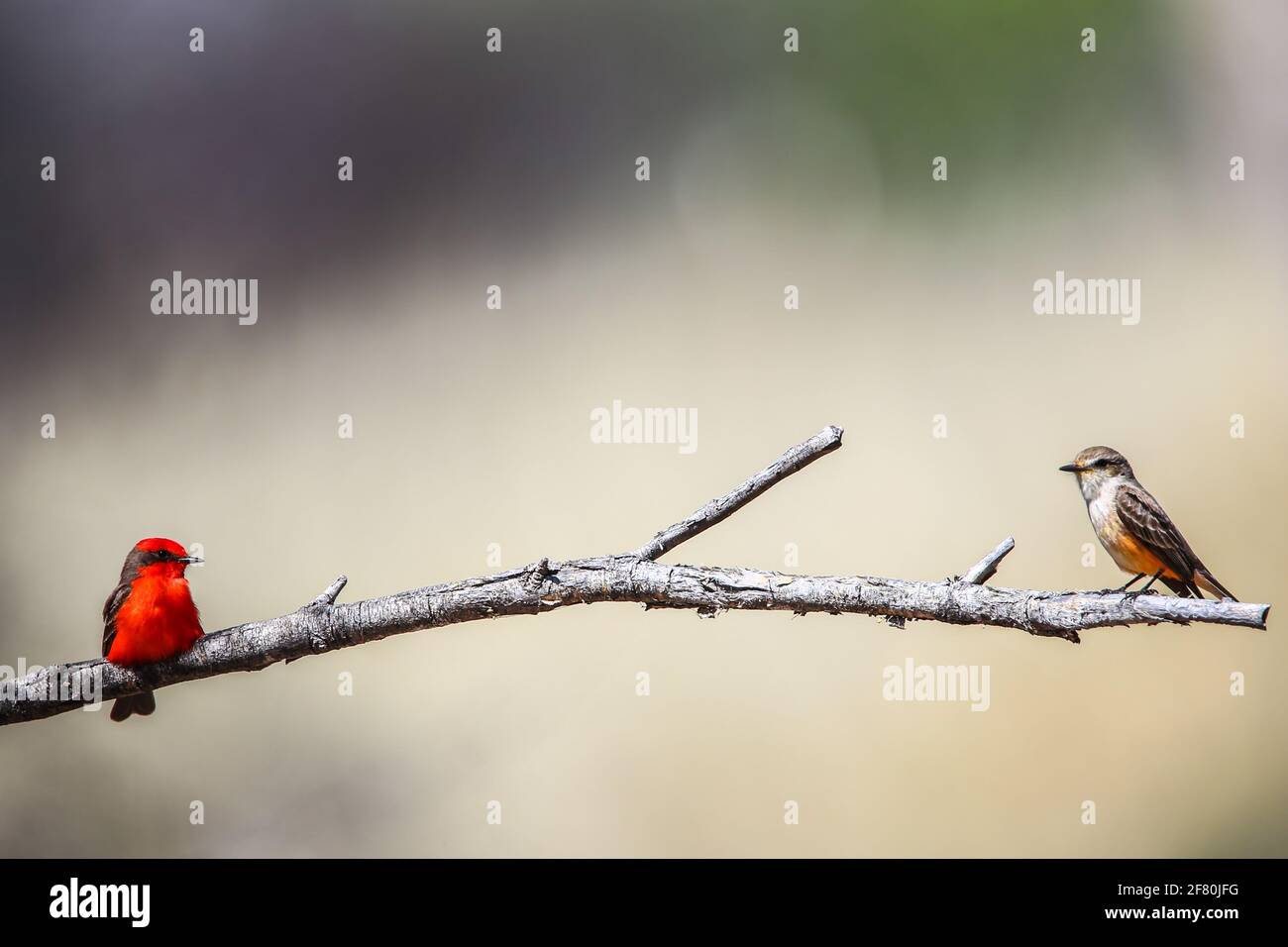 Little Cardinal Flycatcher, Little Cardinal. .San Pedro River Basin ...