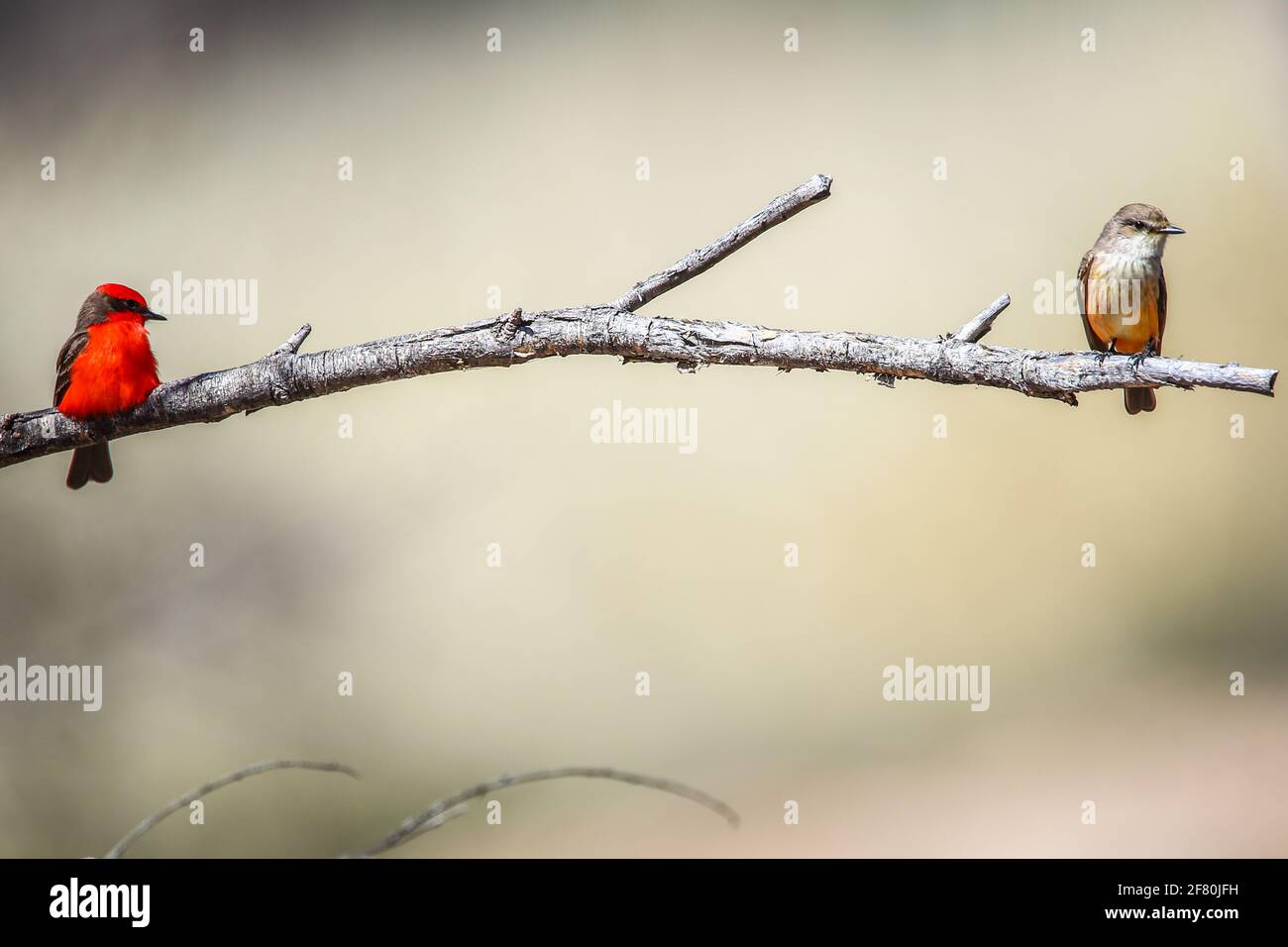 Little Cardinal Flycatcher, Little Cardinal. .San Pedro River Basin ...