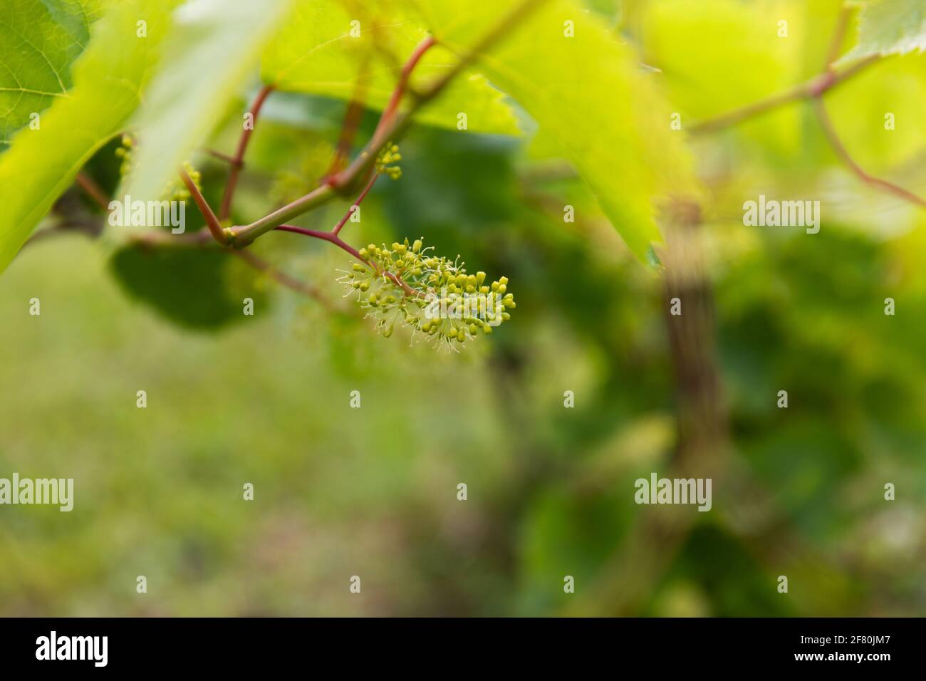 small grapefruit growing in the branches Stock Photo - Alamy