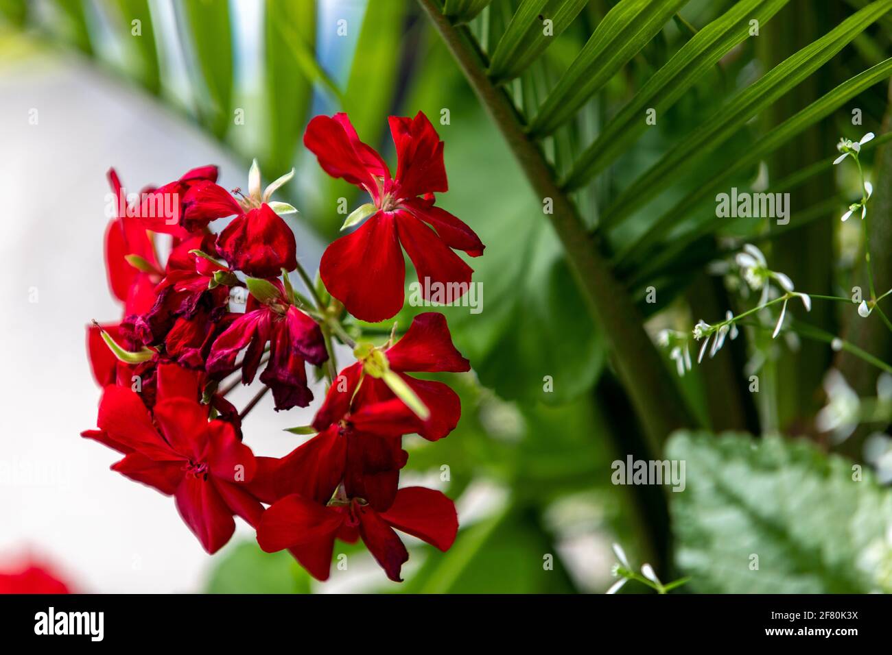 Botany garden a red tropical flower hi-res stock photography and images ...