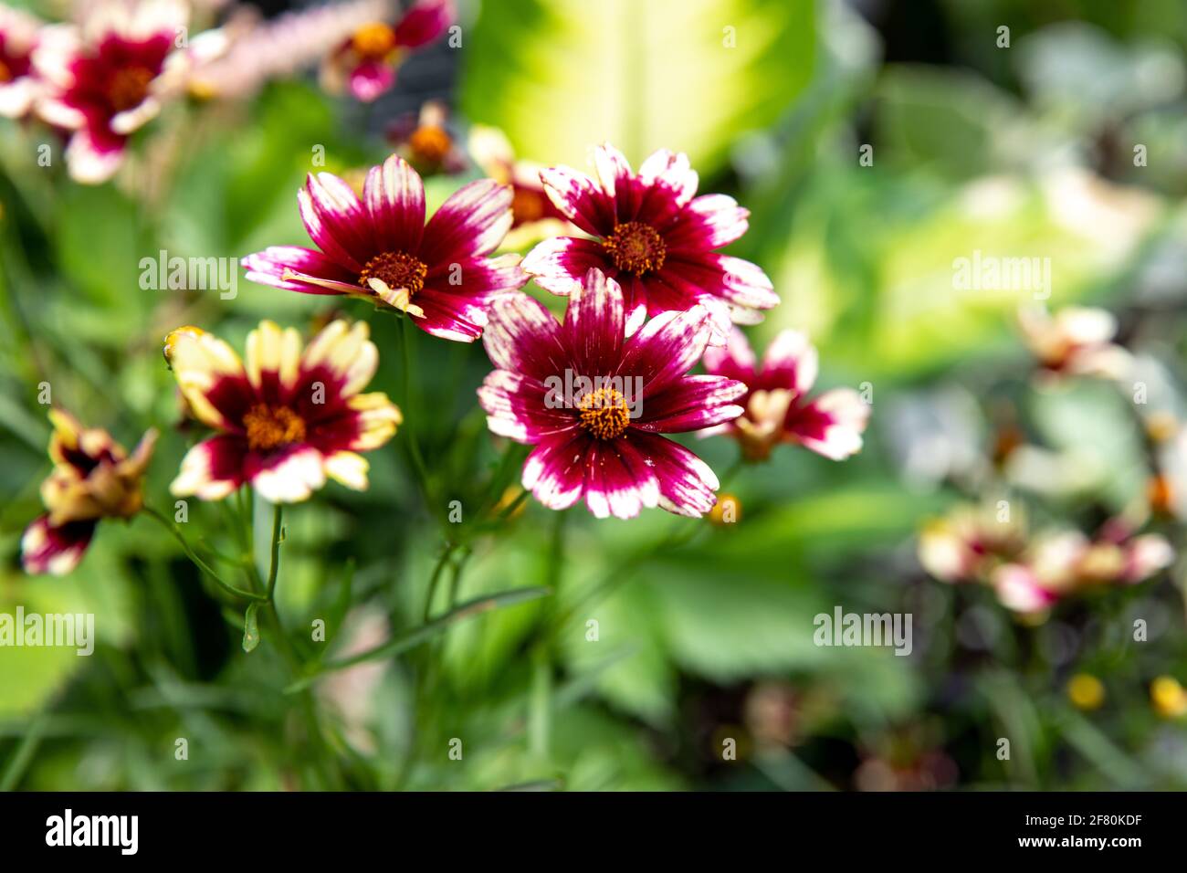 round shape flower with dark red center and white edge in summer Stock ...