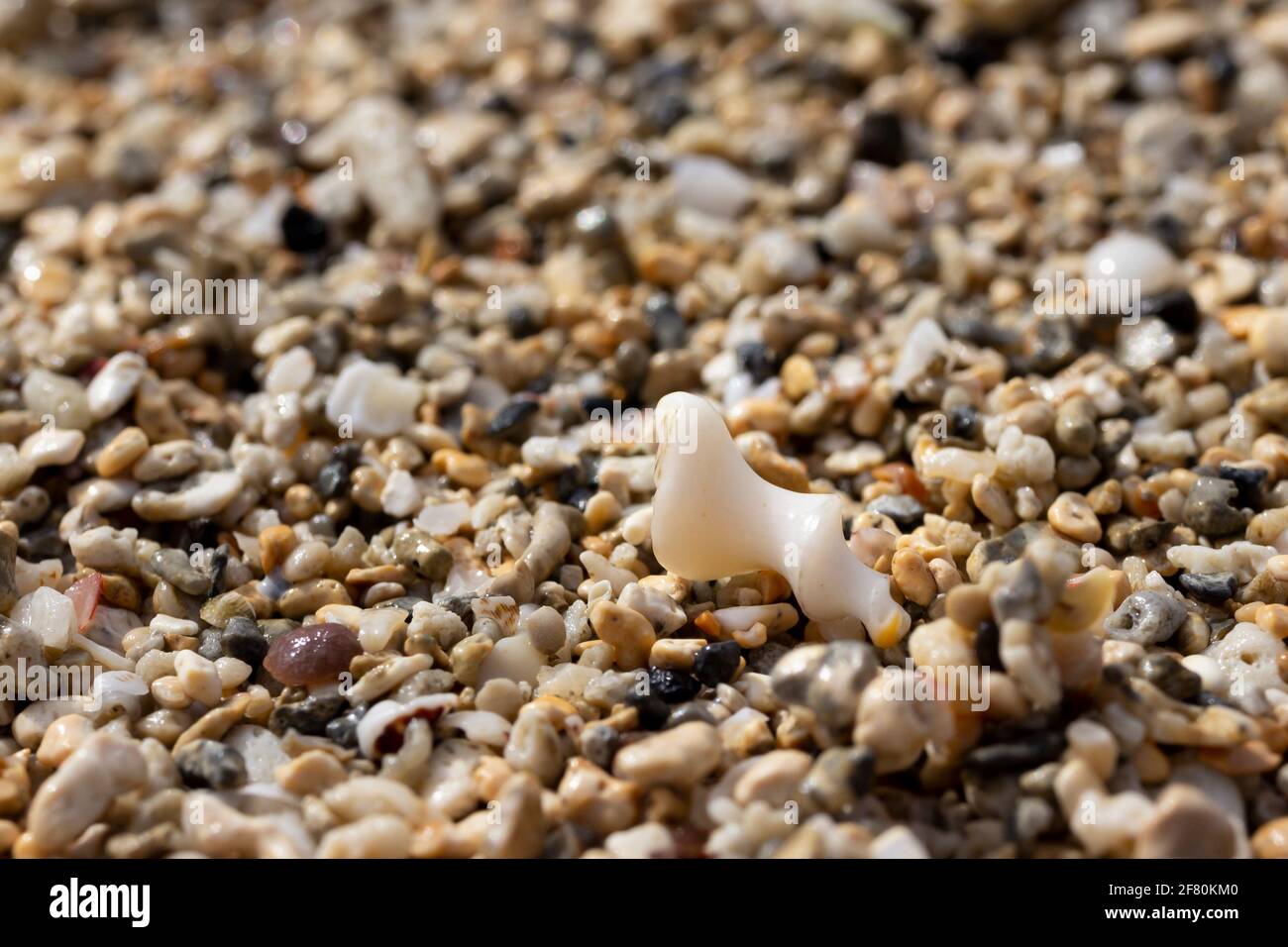 Small shell left on small pebble ground in a beach in Penghu, Taiwan ...