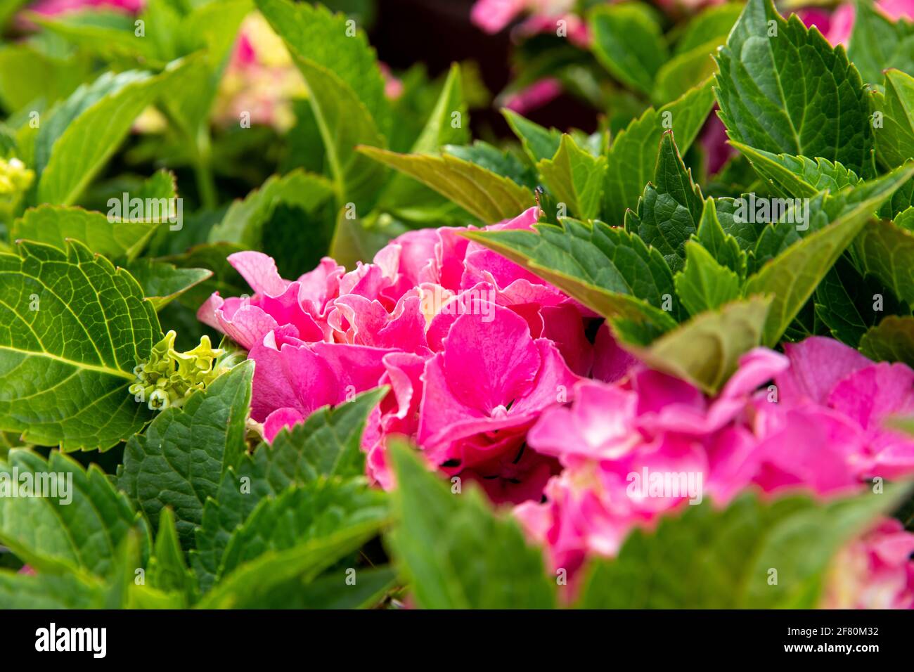 angled view of a bunch of flowers blooming under the sun light in ...