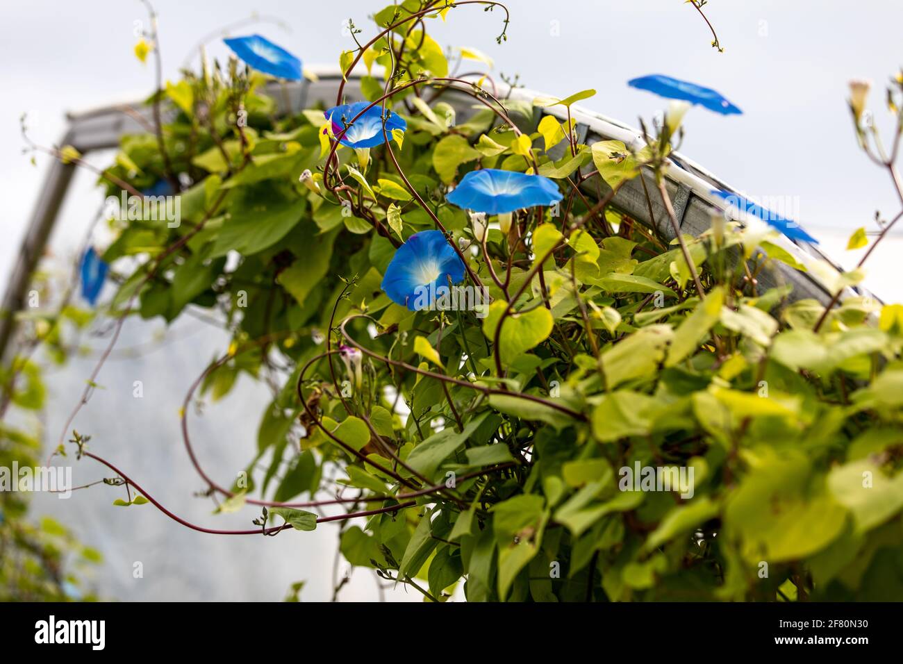 bunch of blue round flowers opened on a vine around the edge of an ...