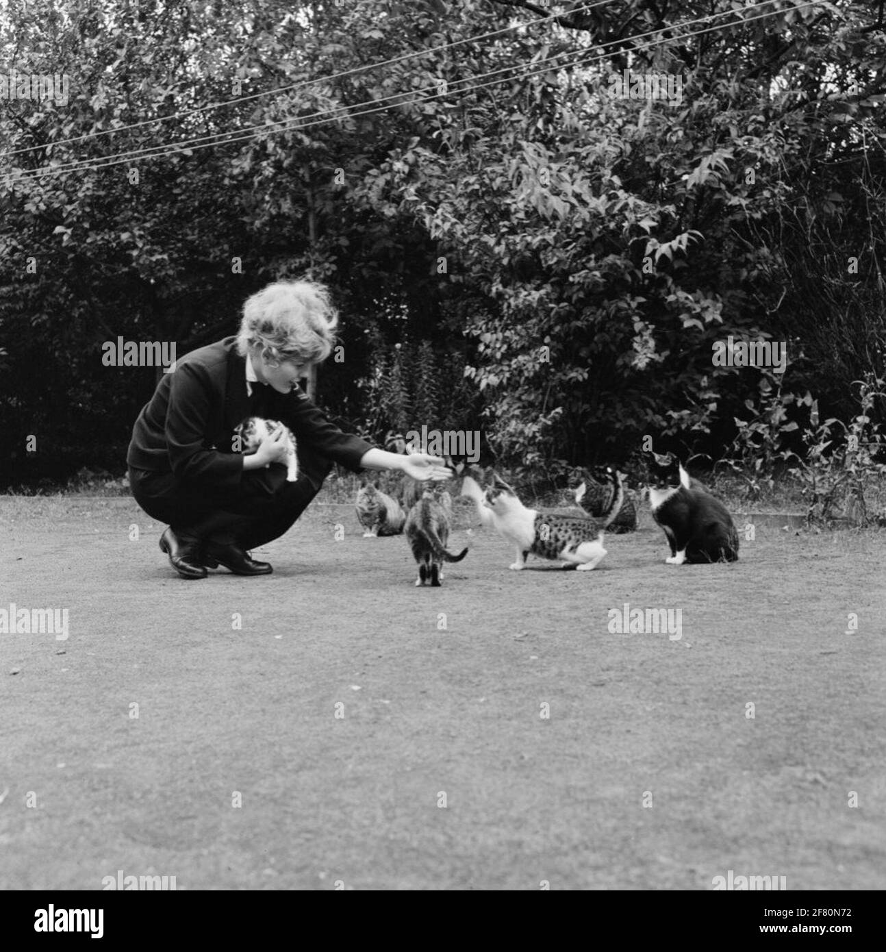 Bunch of cats hi-res stock photography and images - Alamy