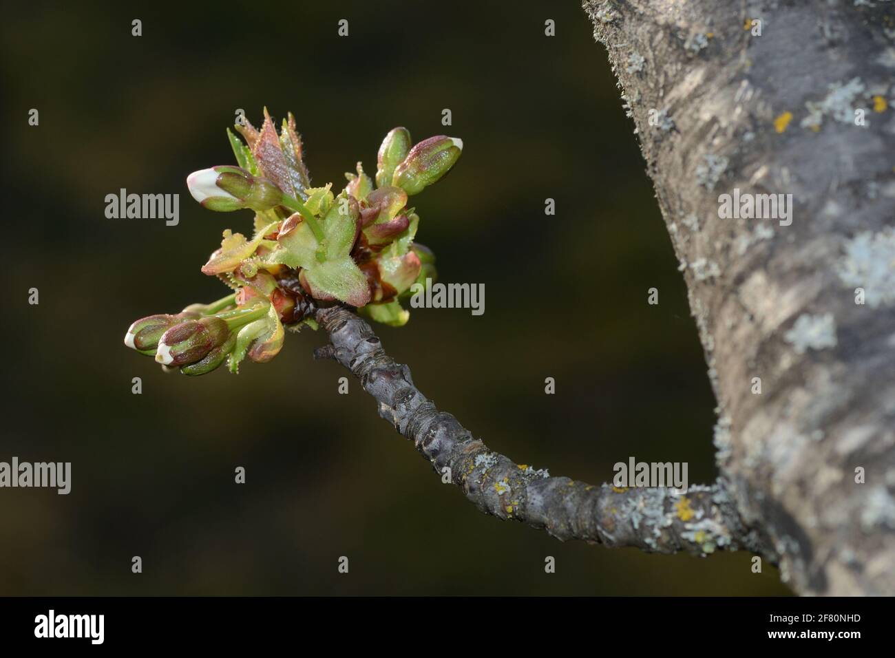 New buds of a cherry tree with green sepals and white petals. Close-up ...