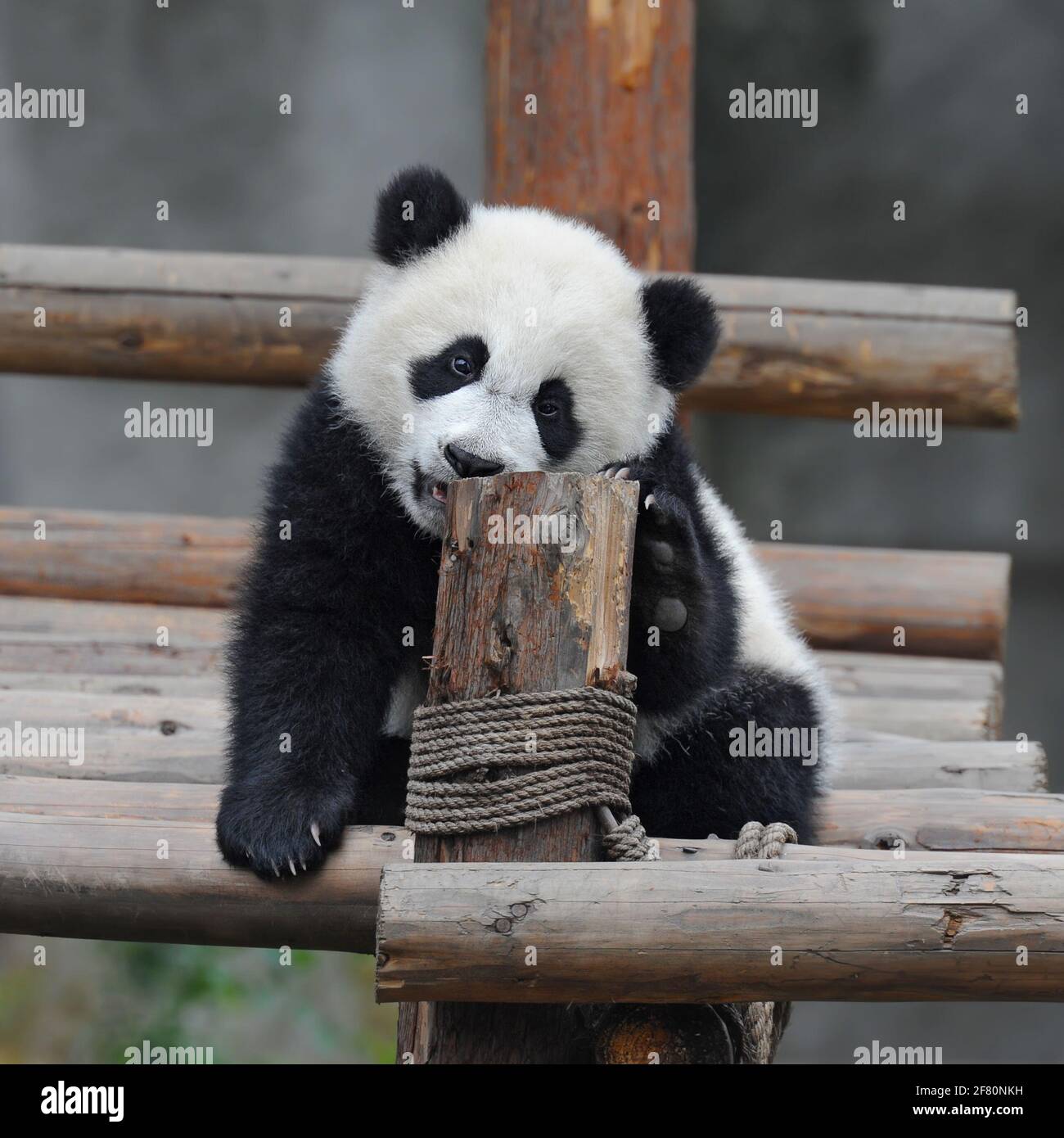 Playful young panda bear Stock Photo - Alamy