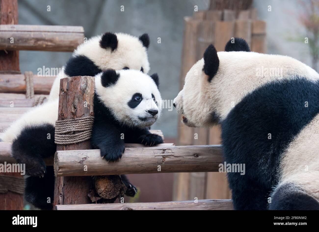 Panda baby mother hi-res stock photography and images - Alamy
