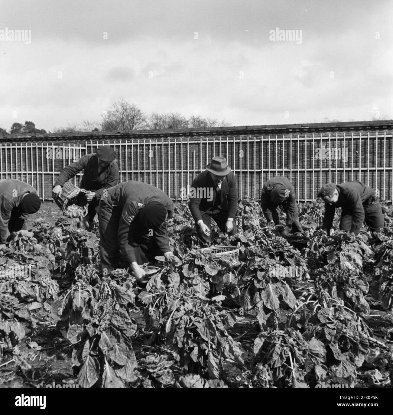 Soldiers and citizens at work in the vegetable garden of the military ...