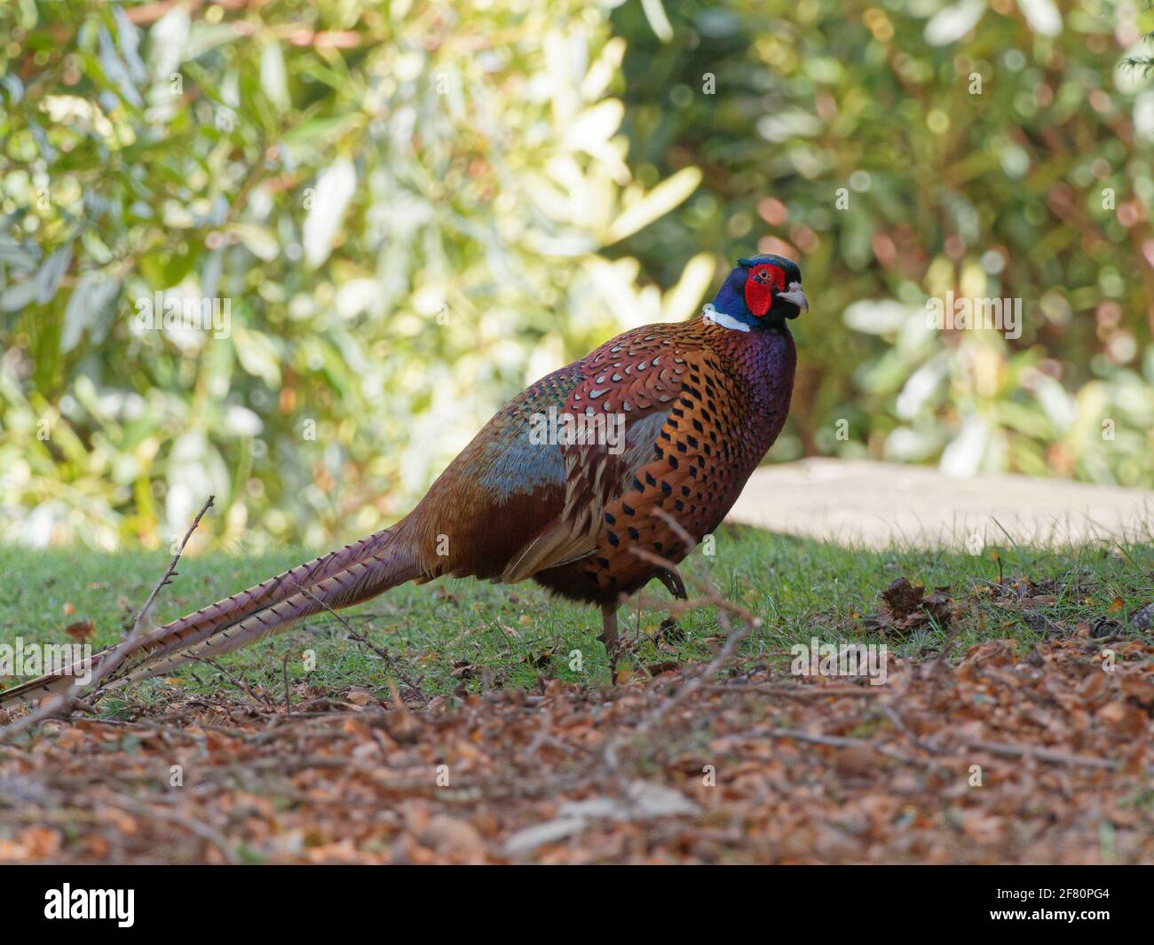 A male Pheasant (Phasianus colchicus) walking on the ground at ...