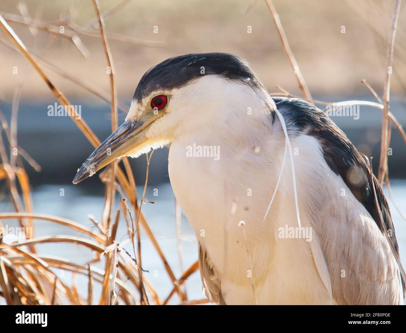 Closeup side view of a beautiful white chested bird standing on the ...